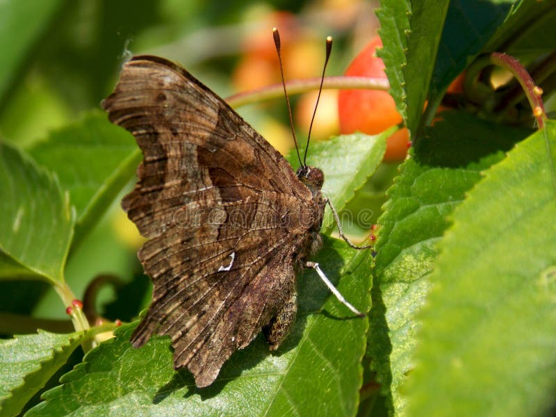 Butterfly on cherry tree stock image. Image of fruit - 116281835