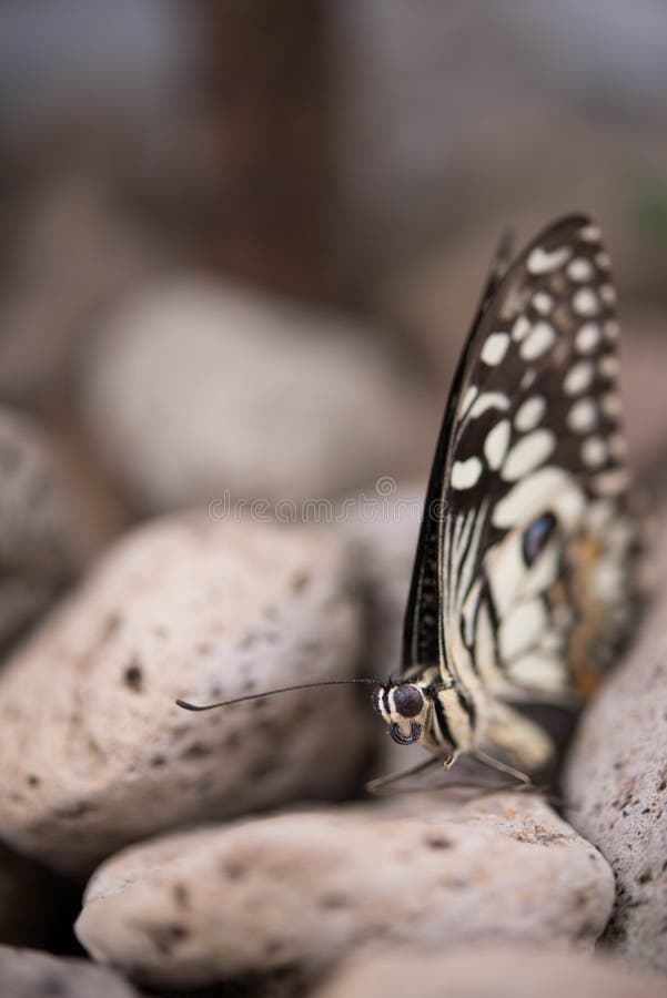 Butterfly on stone stock photo. Image of insect, forest - 106588212