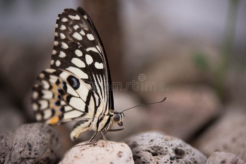 Butterfly on stone stock photo. Image of stone, macro - 106588224