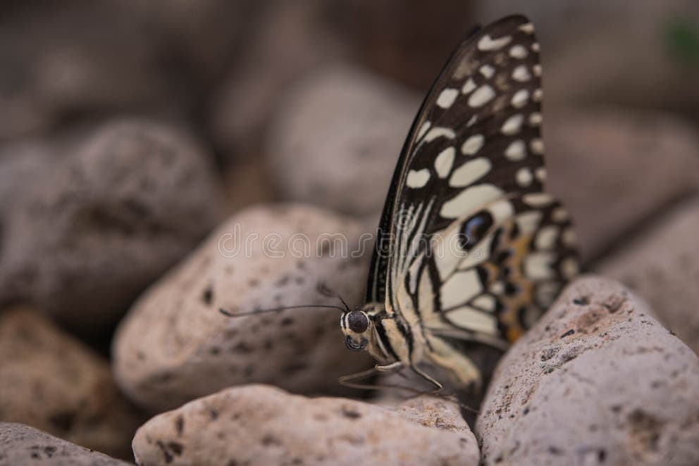 Butterfly on stone stock photo. Image of nature, animal - 106588244