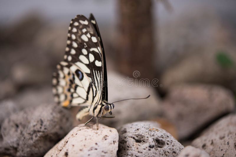 Butterfly on stone stock photo. Image of animal, nature - 106588292