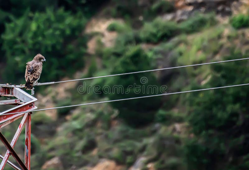 Buzzard Sitting on an Electrical Pole Stock Image - Image of ...