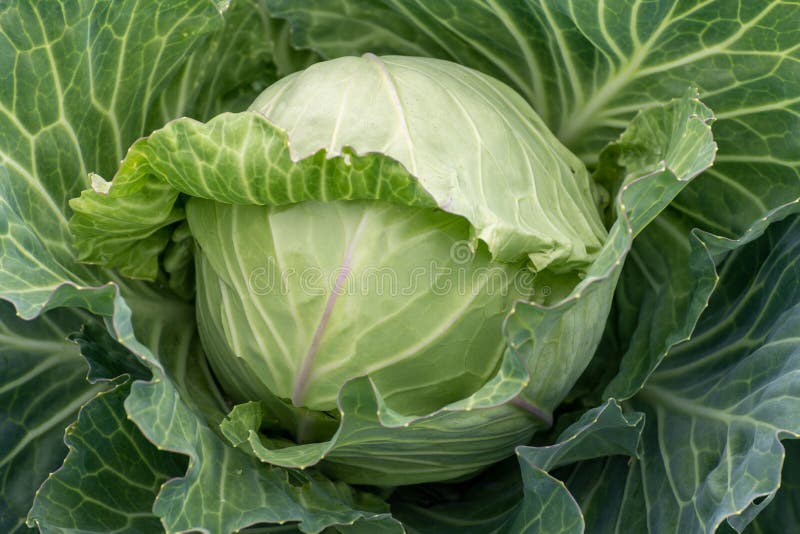 One Cabbage Grows in a Market Garden Stock Photo - Image of farm ...