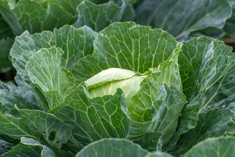 One Cabbage Grows in a Market Garden Stock Photo - Image of prettier ...