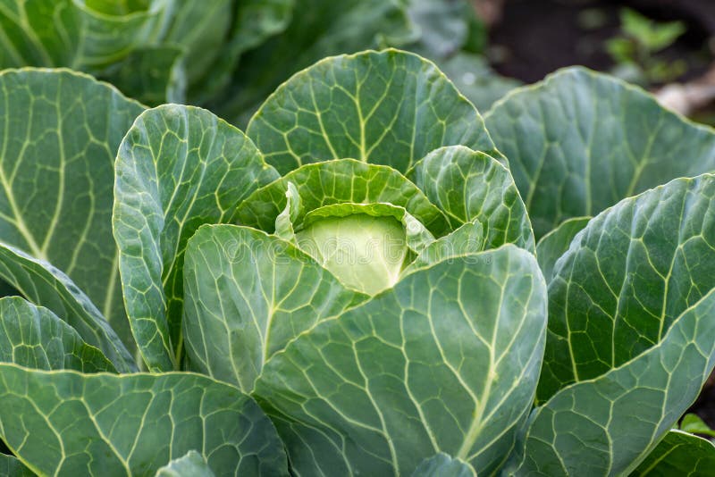 One Cabbage Grows in a Market Garden Stock Photo - Image of produce ...