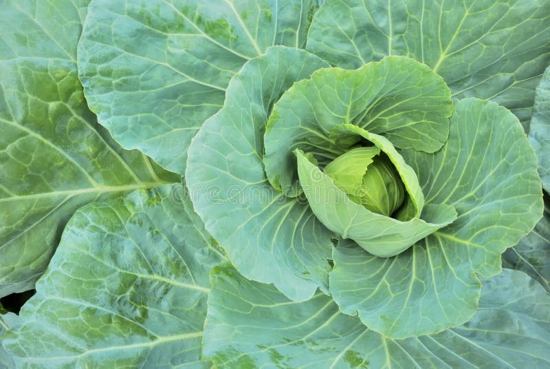 One of cabbage stock image. Image of fresh, cabbage, green - 33531087