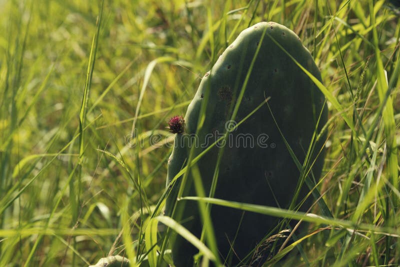One Cactus in a Field in Green Grass Stock Photo - Image of ecology ...