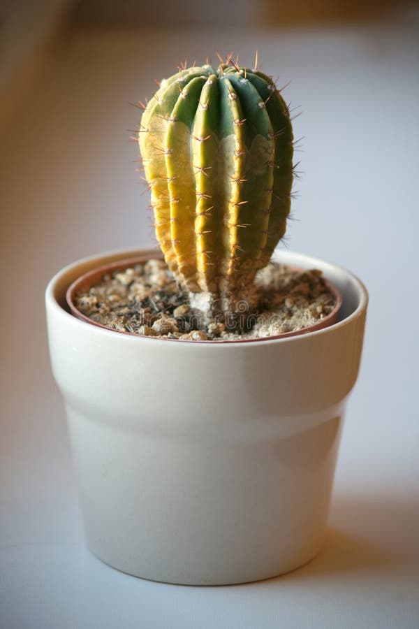 One cactus separated stock image. Image of spur, separated - 132368067