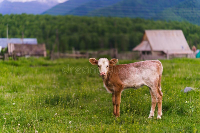 One Calf is Brown in the Village. Looking at the Camera Stock Image ...