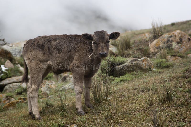 One calf in the pasture stock image. Image of outdoors - 43924351