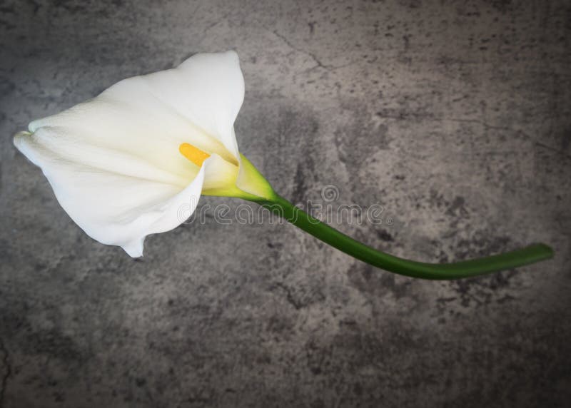One Calla Lily in Window Light Stock Photo - Image of calla, flora ...