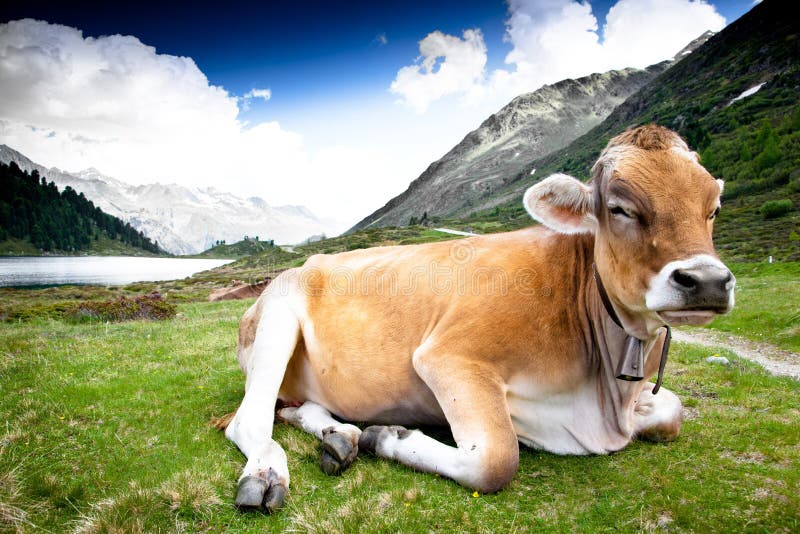 One cow on pasture stock image. Image of bovine, bloodstock - 105471701