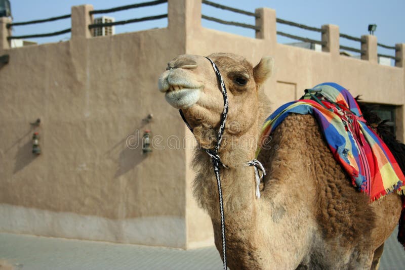 One Camel in a Museum of Shindagha Area, Dubai, UAE Editorial Image ...