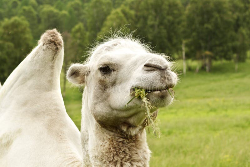 One camel. Muzzle. stock image. Image of sunlight, horizontal - 18557803