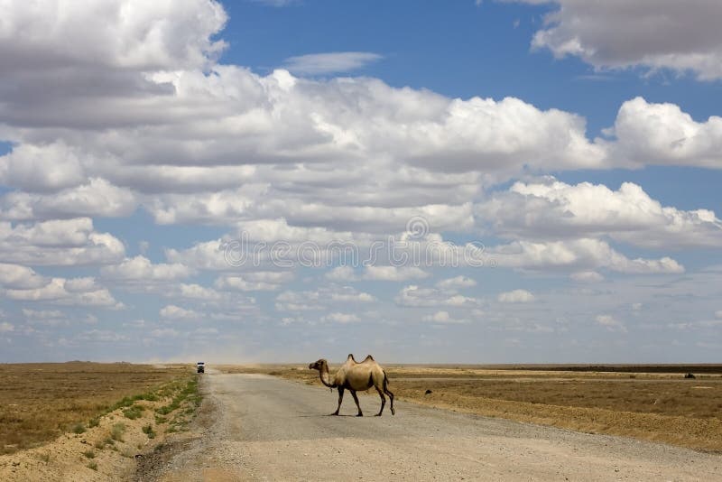 Camel on road desert tree stock photo. Image of landscape - 237307426