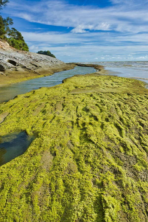 Green Algae on Rock Surface. Stock Image - Image of view, plants: 190039951