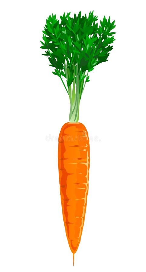 One carrot isolated stock vector. Illustration of carrot - 137410618