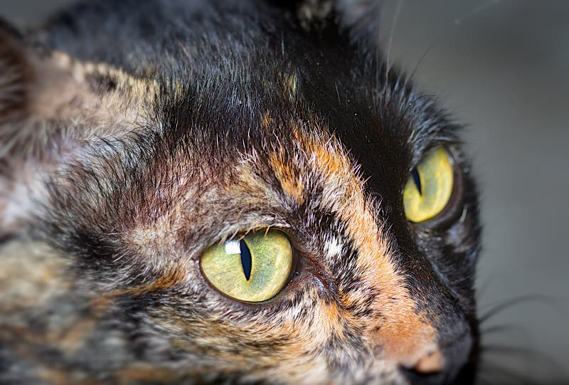 One cat stock image. Image of hair, cute, playful, long - 74952763