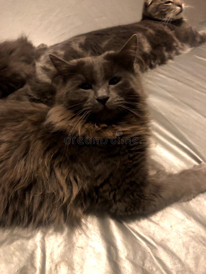 One Cat Two Cat Me Cat we Cats Stock Image - Image of animal, kitten ...