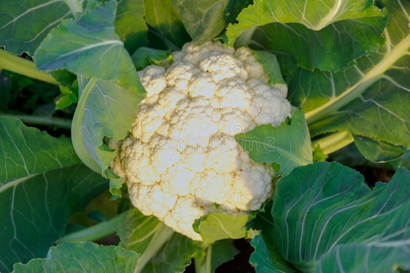 One Cauliflower Close Up in a Greenhouse or Field. Stock Photo - Image ...