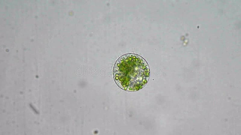 One-celled algae stock video footage. Video of freashwater - 36274016