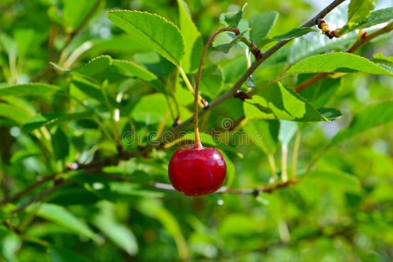 One cherry stock photo. Image of shade, tree, cherry - 26554586