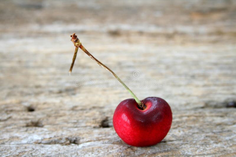One Cherry stock image. Image of color, single, circle - 9850535