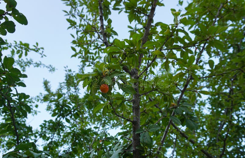 One Cherry on a Cherry Branch Stock Image - Image of garden, berry ...