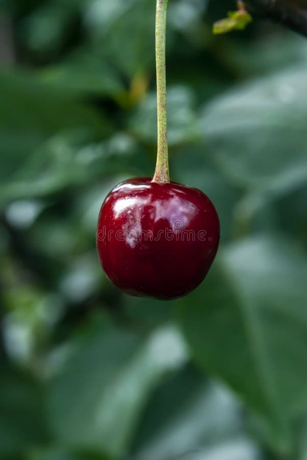 One cherry fruit - closeup stock photo. Image of dark - 179463806