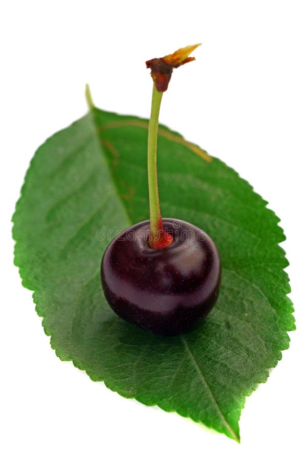 One cherry on a leaf stock photo. Image of branch, beautiful - 42258052
