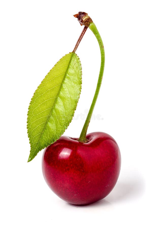 One Cherry with Leaf Closeup Isolated on White Background Stock Image ...