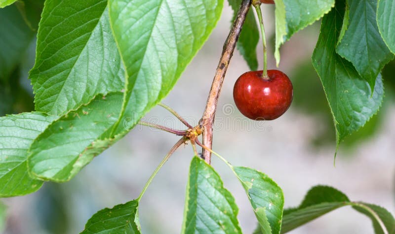 One cherry on a tree stock photo. Image of green, bright - 94046970
