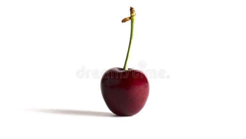 One Cherry on a White Background Close-up Stock Image - Image of branch ...