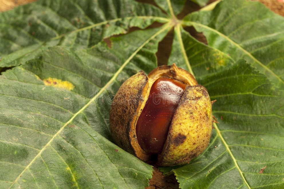 One chestnut stock image. Image of natural, barb, botany - 27106217