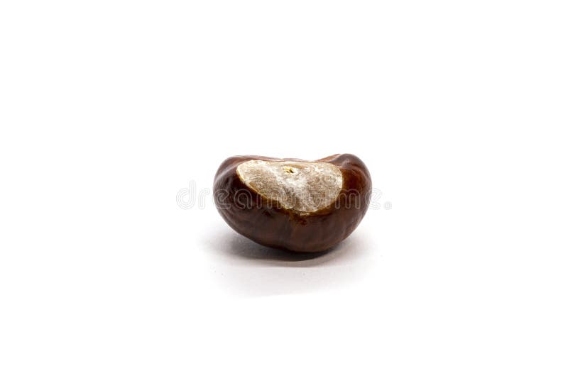 One Chestnut Close Up on a Background Stock Photo - Image of isolated ...
