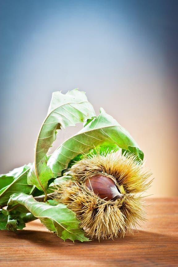 One Chestnuts in Autumnal Atmosphere Stock Photo - Image of nature ...