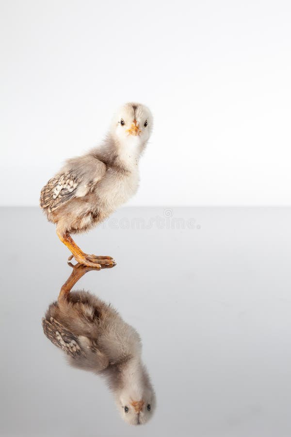 One chick alone stock image. Image of chicken, grow, cute - 61061889