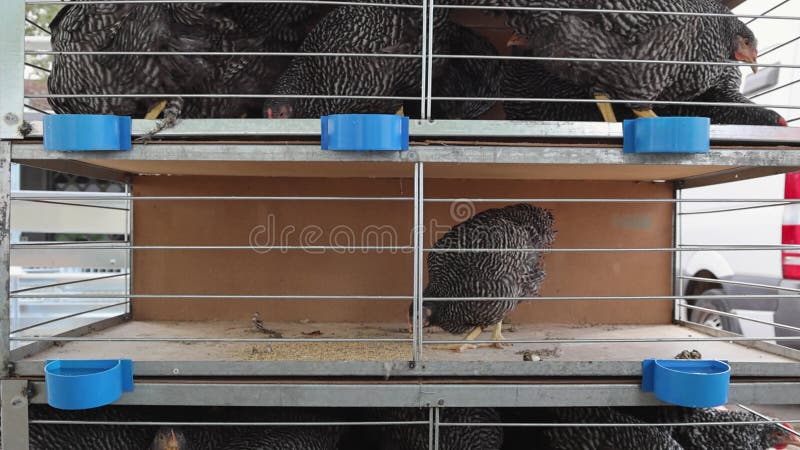 Multi Level Chickens Cage stock footage. Video of population - 259527500