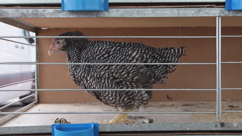 One chicken in cage stock footage. Video of farm, single - 279446114
