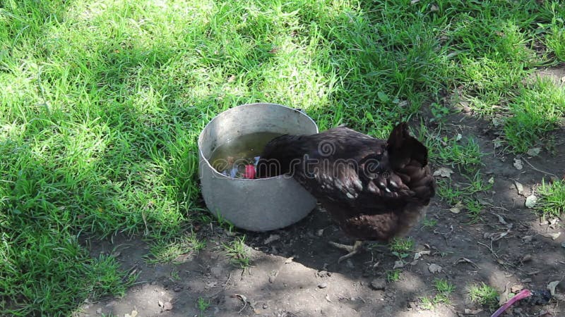 One chicken drinking water stock footage. Video of dishes - 45379898