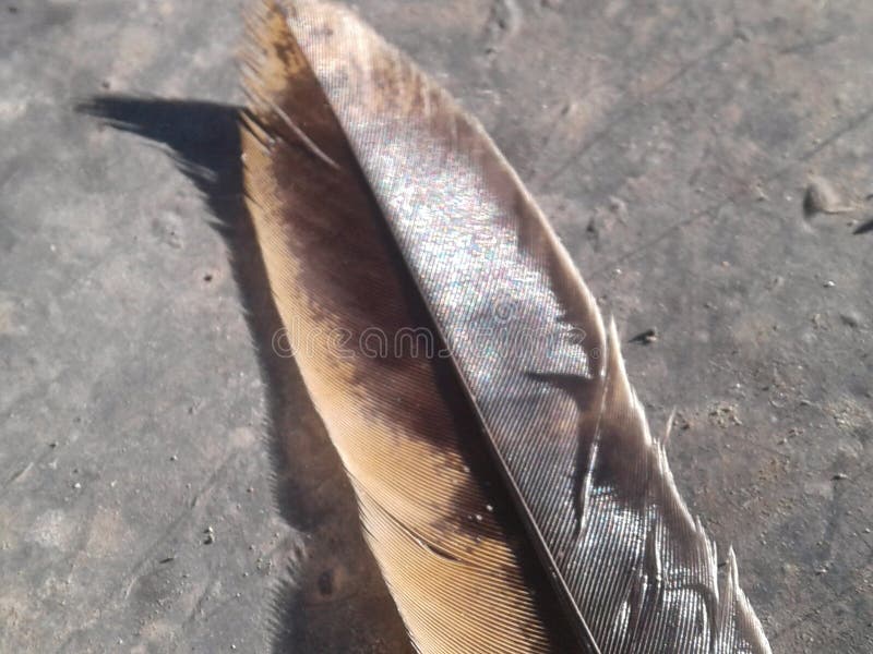 One Chicken Feather Blackish Brown Stock Photo - Image of arthropod ...