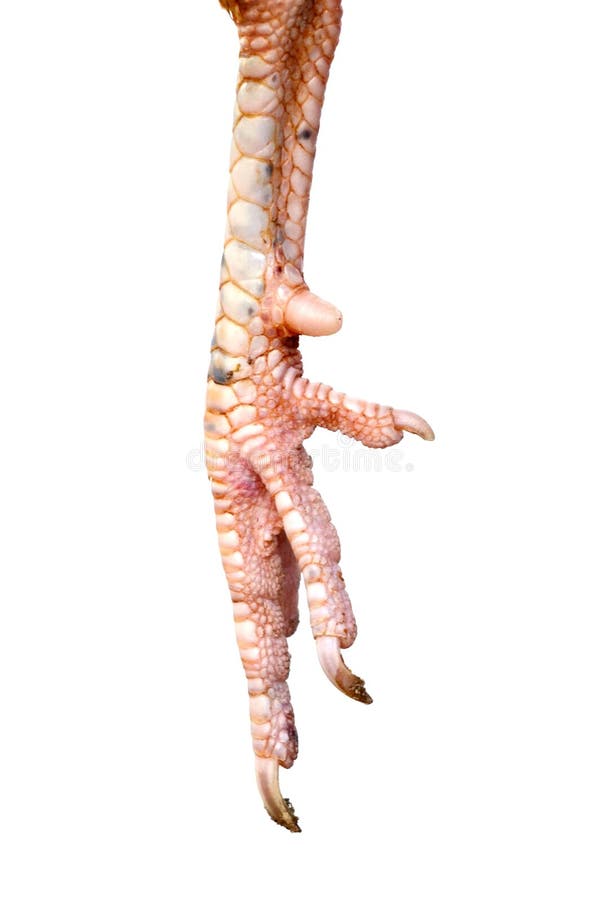 1,151 Chicken Paw Stock Photos - Free & Royalty-Free Stock Photos from ...