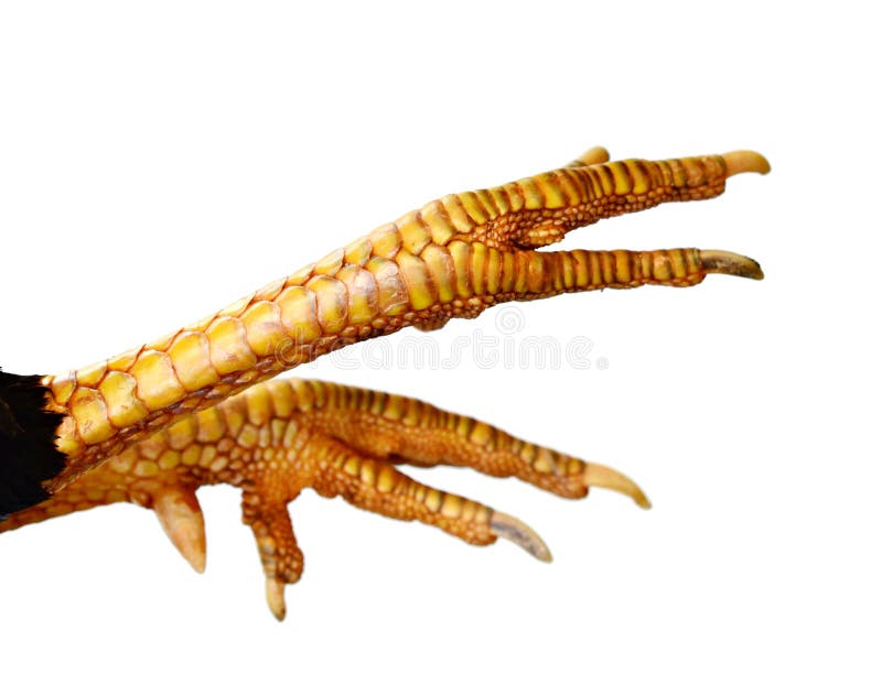 1,151 Chicken Paw Stock Photos - Free & Royalty-Free Stock Photos from ...