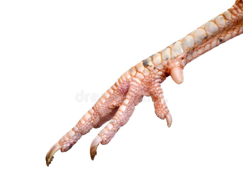 One Chicken Paw on White Background Stock Photo - Image of bird ...