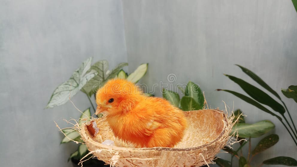 One of the Chicks Colored Orange Stock Image - Image of beak, coconut ...