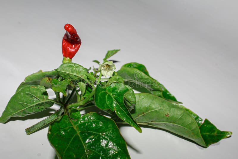 One Chili Branch and Its Leaves Stock Image - Image of green, branch ...