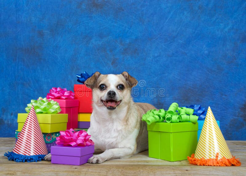 Chubby Chihuahua Stock Photos - Free & Royalty-Free Stock Photos from ... Chubby Chihuahua Stock Photos - Free & Royalty-Free Stock Photos from ...