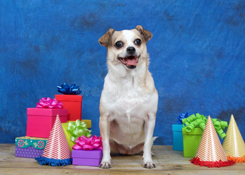 Chubby Chihuahua Stock Photos - Free & Royalty-Free Stock Photos from ... Chubby Chihuahua Stock Photos - Free & Royalty-Free Stock Photos from ...