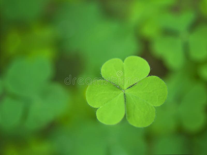 One clover stock image. Image of celebrations, frame - 34281849