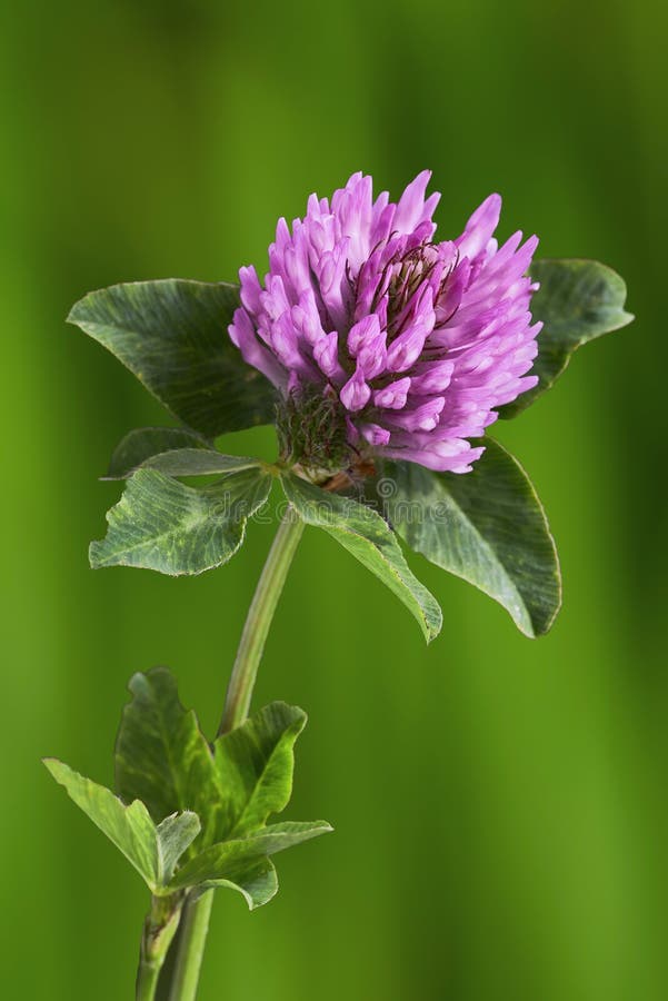 One clover flower stock photo. Image of natural, flower - 78330766